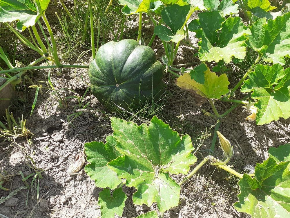 Pumpkin ID in the Plant ID forum - Garden.org