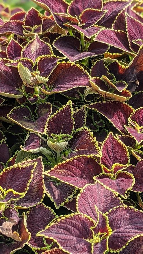 Coleus (Coleus scutellarioides Main Street™ Broadway) in the Coleus ...