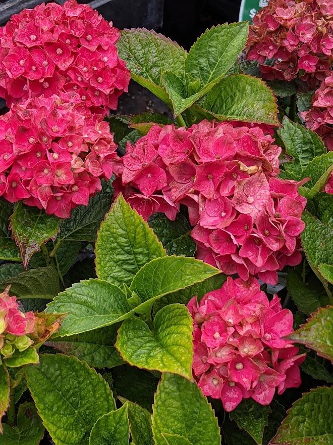 Bigleaf Hydrangea (Hydrangea macrophylla Magical® Triumph) in the ...