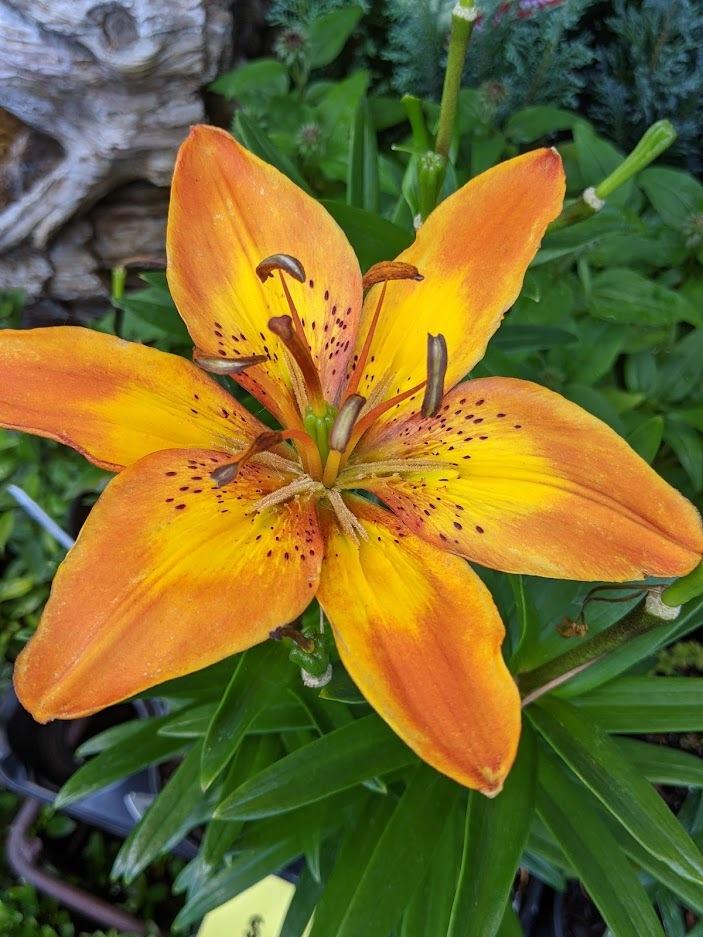 Lily (Lilium 'FantAsiatic Spark') in the Lilies Database - Garden.org