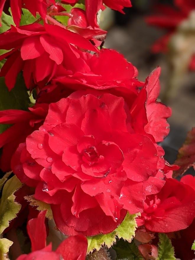 Begonia Nonstop™ Rose Pink in the Begonias Database - Garden.org