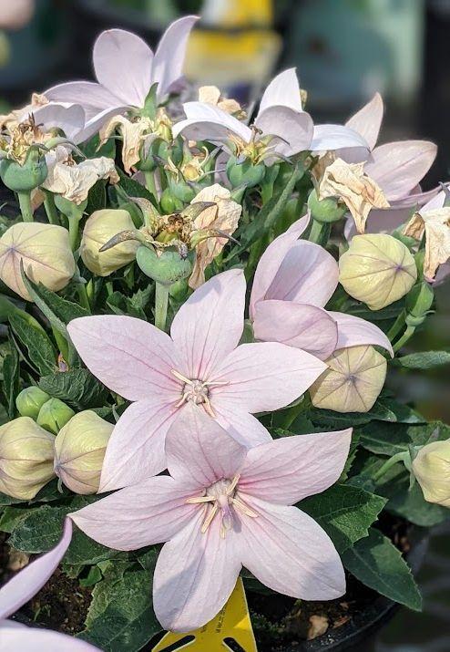 Photo of the entire plant of Balloon Flower (Platycodon grandiflorus ...