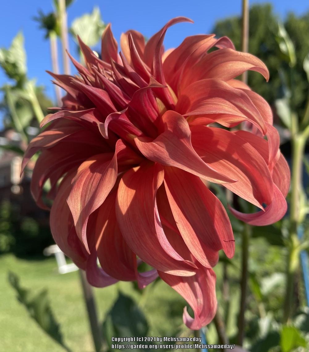 Dahlia 'Bloomquist Jean' in the Dahlias Database - Garden.org
