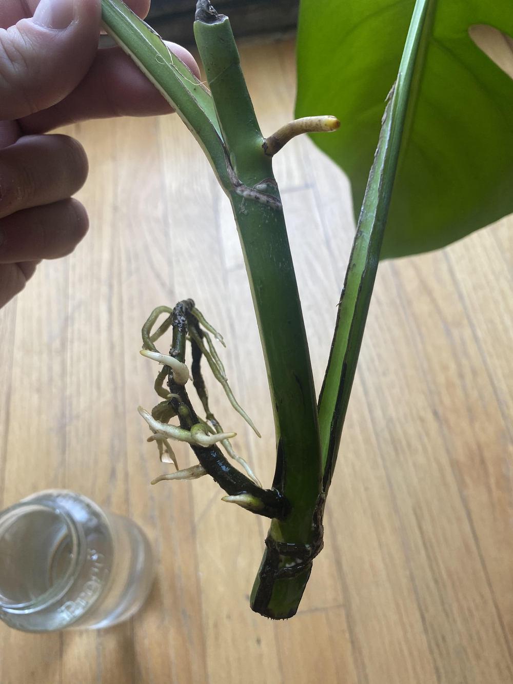 Monstera - Dead/Spent node? in the Houseplants forum - Garden.org
