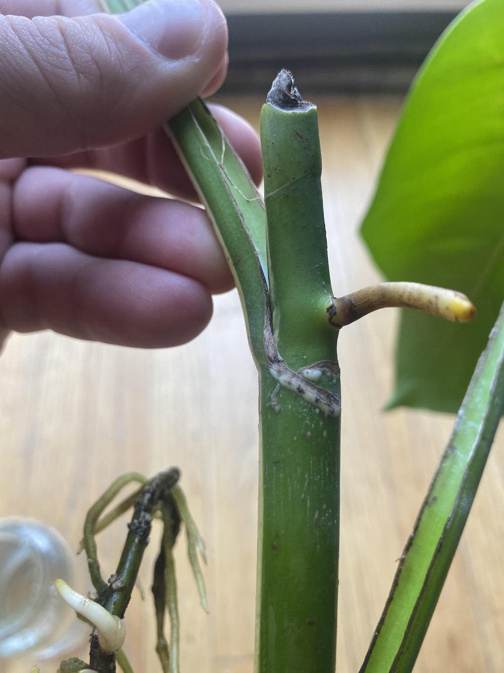 Monstera - Dead/Spent node? in the Houseplants forum - Garden.org