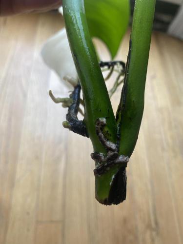 Monstera - Dead/Spent node? in the Houseplants forum - Garden.org