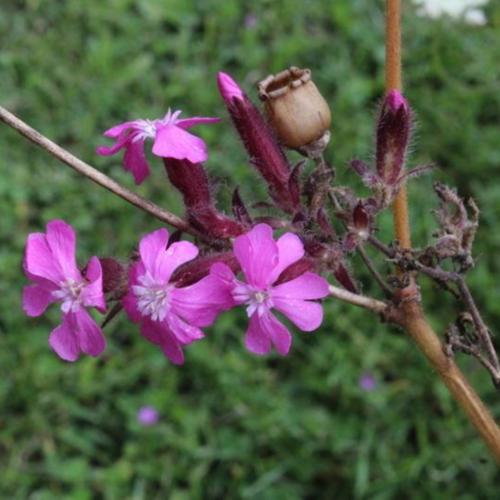 English Maiden (Silene dioica) - Garden.org