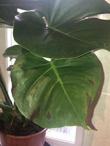 how do i keep a monstera deliciosa in london? in the Houseplants forum ...
