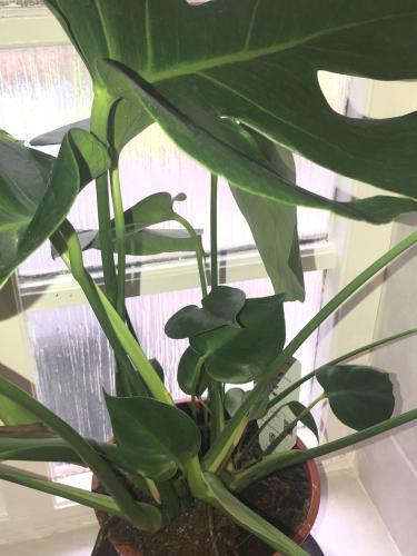 how do i keep a monstera deliciosa in london? in the Houseplants forum ...