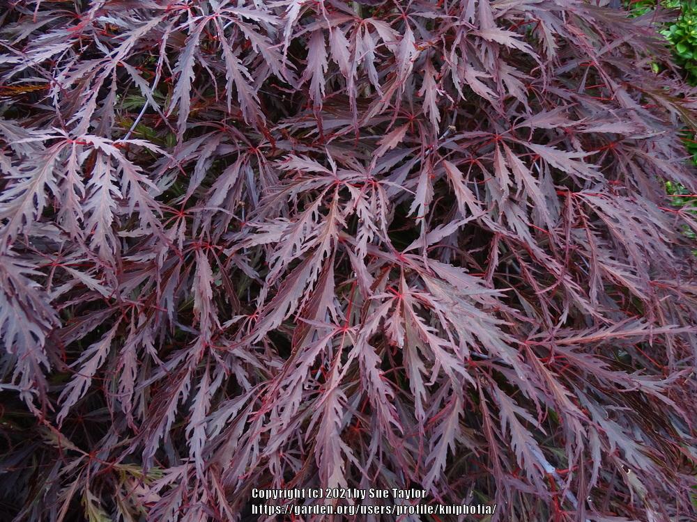 Cutleaf Japanese Maple (Acer palmatum 'Tamuke Yama') - Garden.org