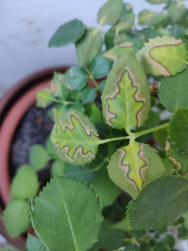 Rose leaf yellowing in the Roses forum - Garden.org