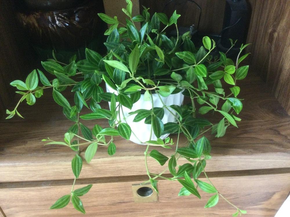 Beetle Peperomia (Peperomia quadrangularis) - Garden.org