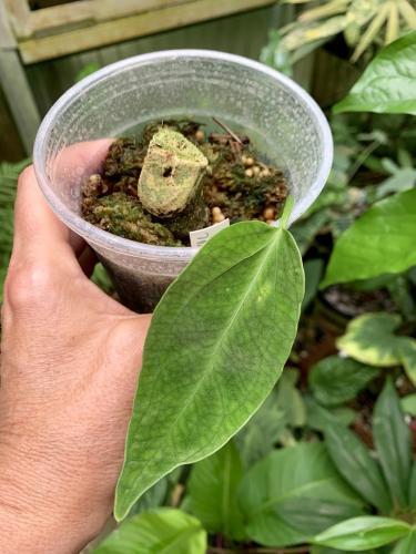 Monstera - Dead/Spent node? in the Houseplants forum - Garden.org