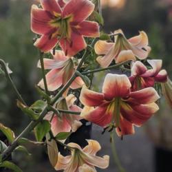 Lily (Lilium 'Red Morning') in the Lilies Database - Garden.org