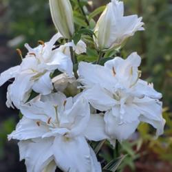 Lily (Lilium 'Snowboard') in the Lilies Database - Garden.org