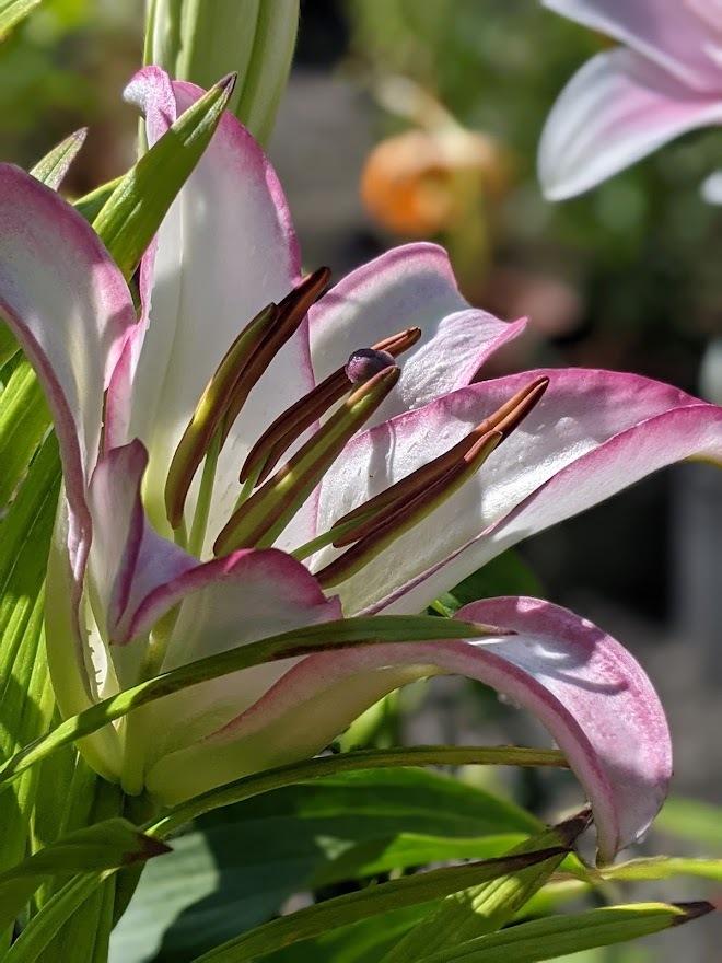 Photo of the closeup of buds, sepals and receptacles of Lily (Lilium ...