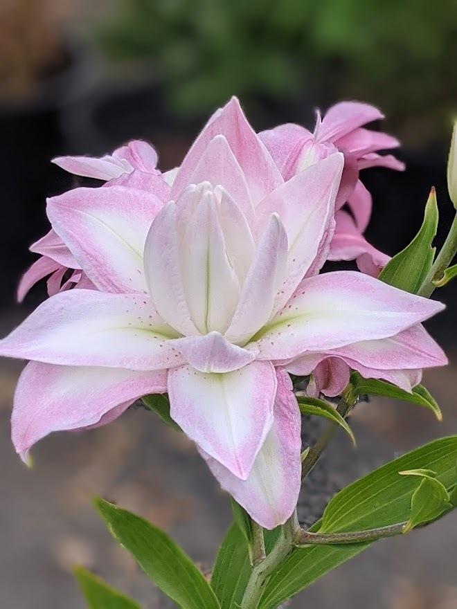 Photo of the bloom of Lily (Lilium 'Lotus Spring') posted by Joy ...
