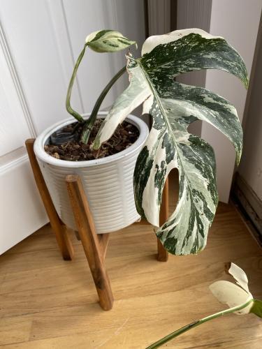 Monstera - Dead/Spent node? in the Houseplants forum - Garden.org