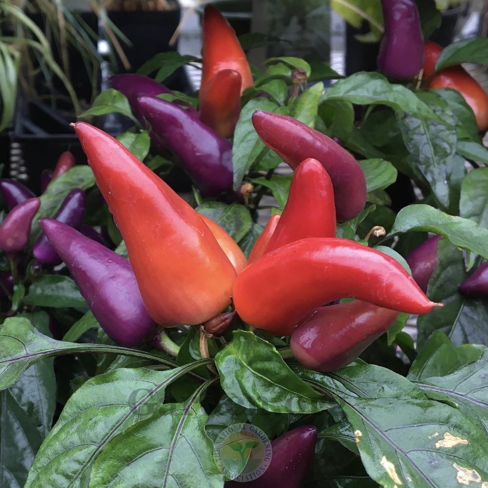 Pepper (Capsicum 'Wicked') in the Peppers Database - Garden.org