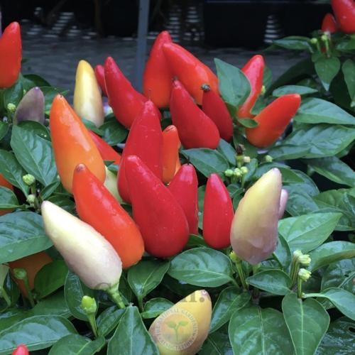 Ornamental Pepper (Capsicum annuum Acapulco™ Multicolor) in the Peppers ...