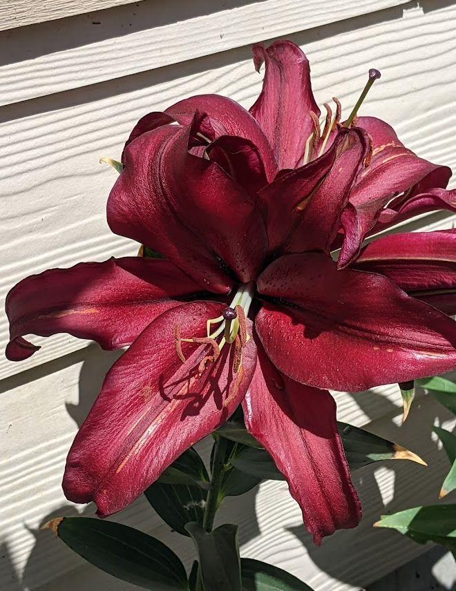 Photo of the bloom of Lily (Lilium 'Firebolt') posted by Joy - Garden.org
