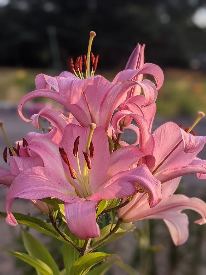 Photo of the bloom of Lily (Lilium 'Master') posted by Joy - Garden.org