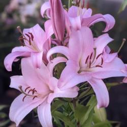 Lily (Lilium 'Master') in the Lilies Database - Garden.org