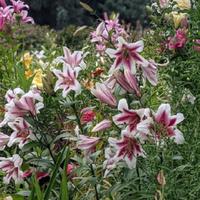 Photo of the entire plant of Lily (Lilium 'Altari') posted by Joy ...