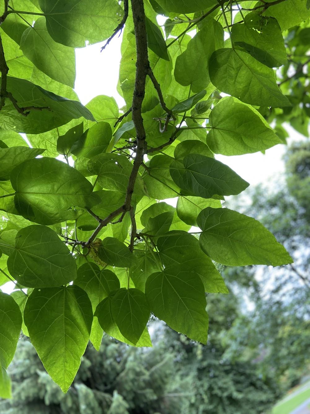 Tree ID in the Plant ID forum - Garden.org