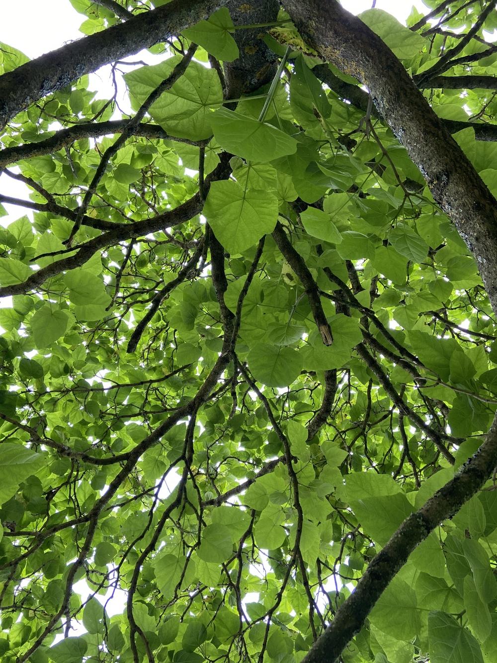 Tree ID in the Plant ID forum - Garden.org