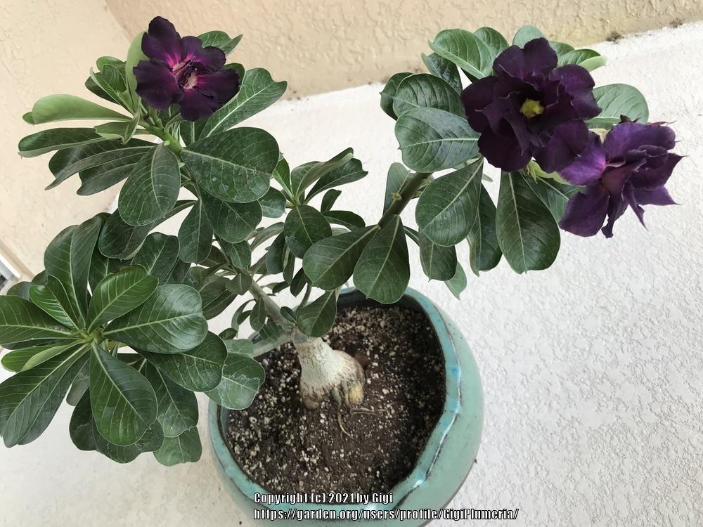 Adeniums: Plant Care and Collection of Varieties - Garden.org