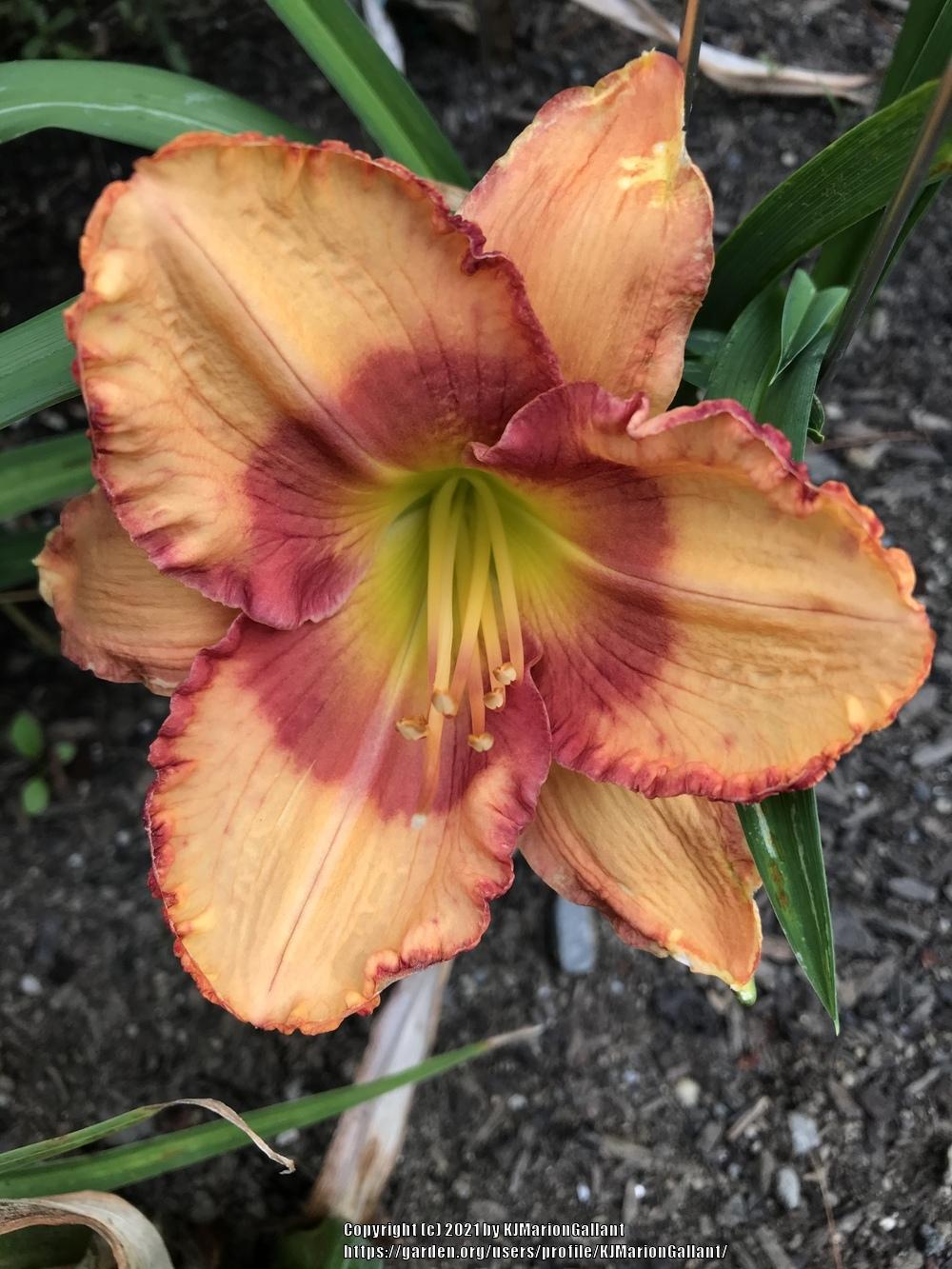Daylily (Hemerocallis 'Foxfire Legend') in the Daylilies Database ...