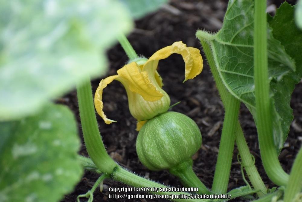 Photo of the bloom of Pumpkin (Cucurbita moschata 'Musquee de Provence ...