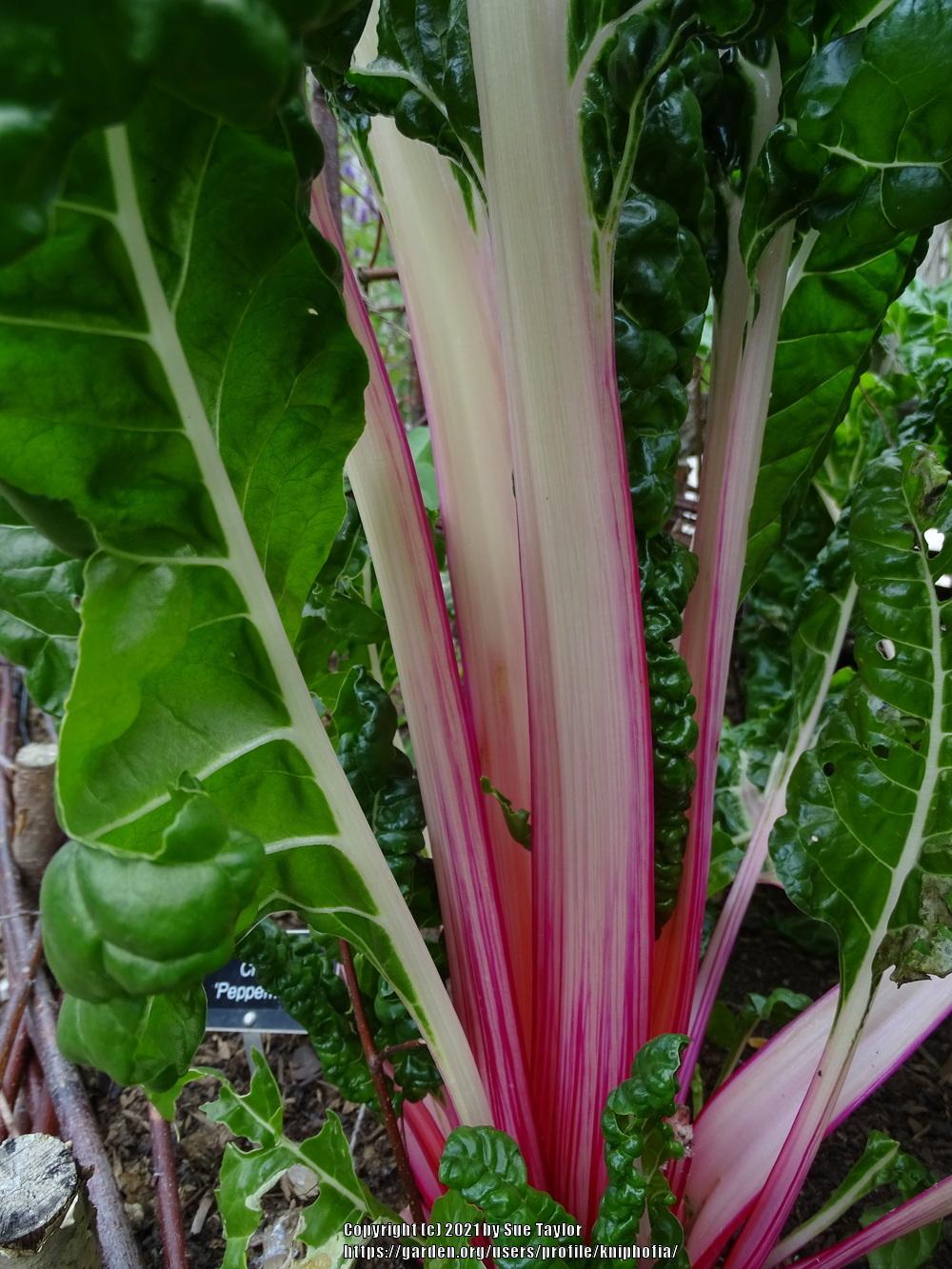 Beets: Plant Care and Collection of Varieties - Garden.org