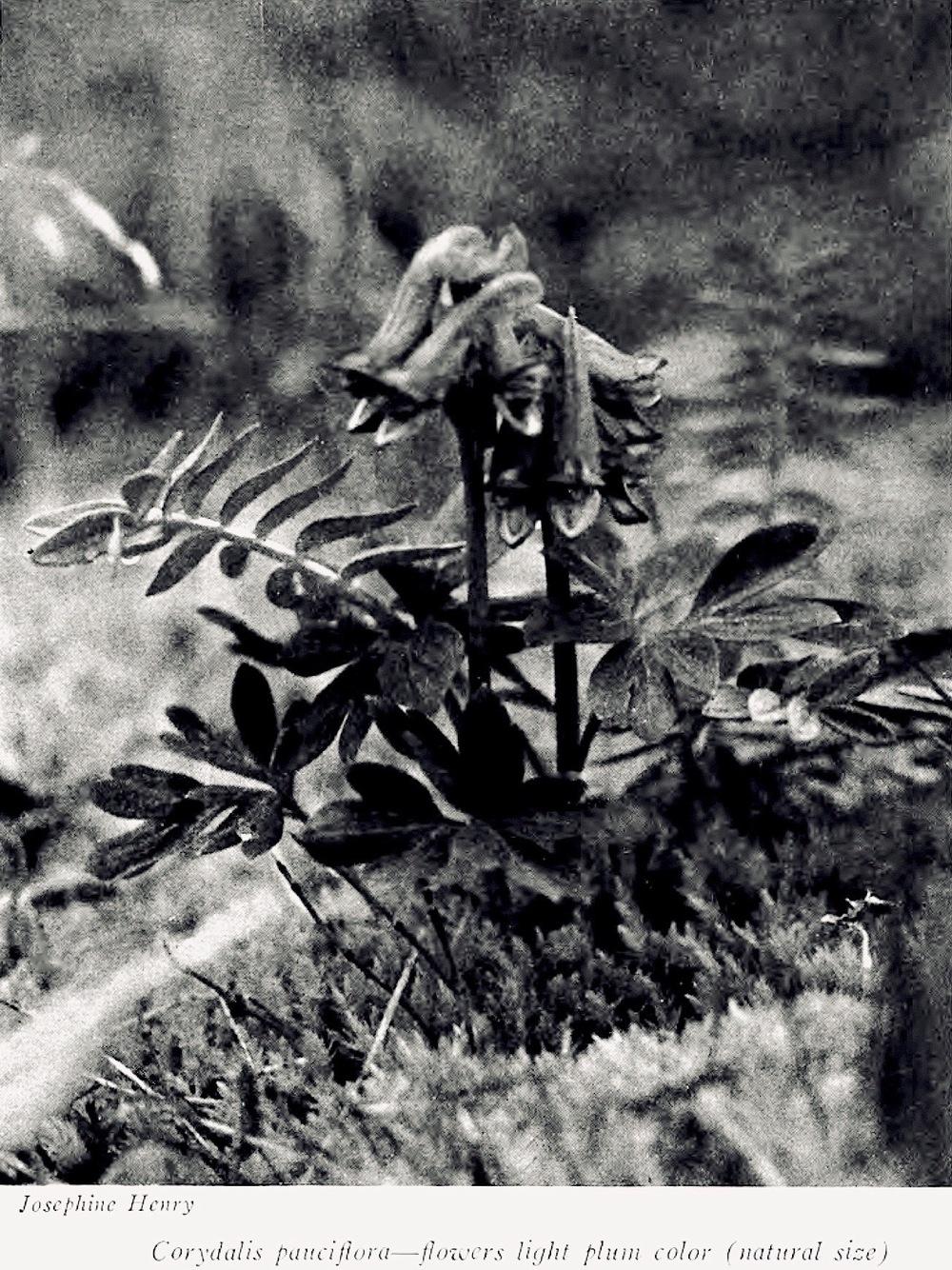 Photo of the documentation of Fewflower Fumewort (Corydalis pauciflora ...