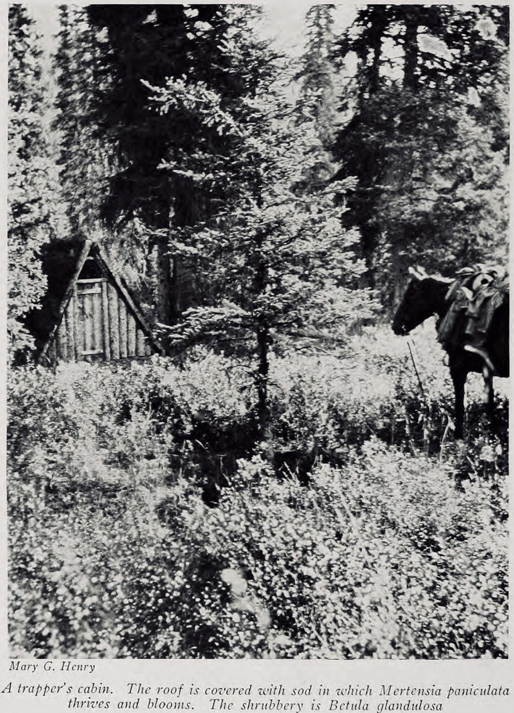 Dwarf Birch (Betula glandulosa) - Garden.org