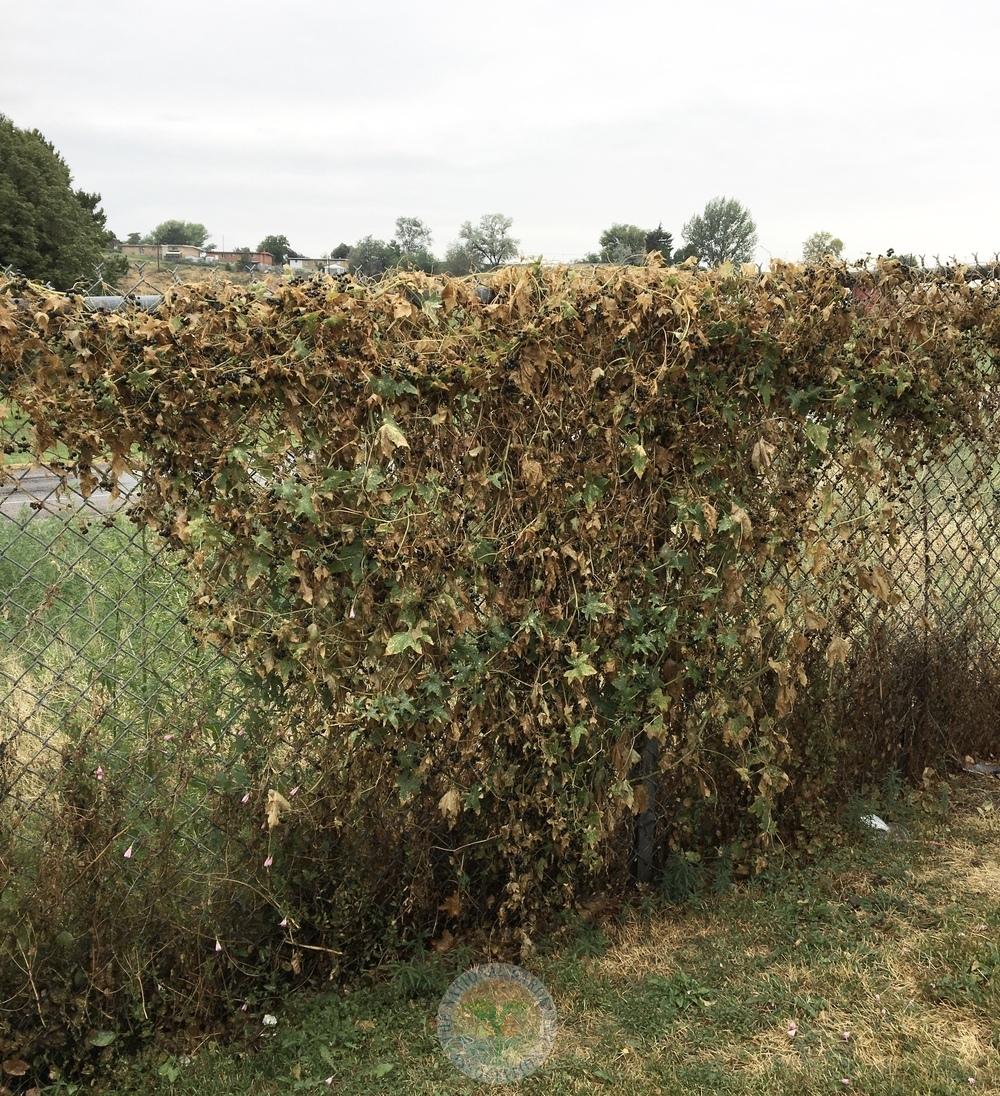 Photo of the entire plant of White Bryony (Bryonia alba) posted by ...