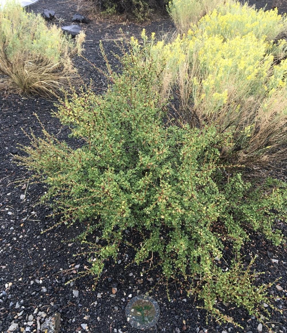 Photo of the entire plant of Antelope Bitterbrush (Purshia tridentata ...