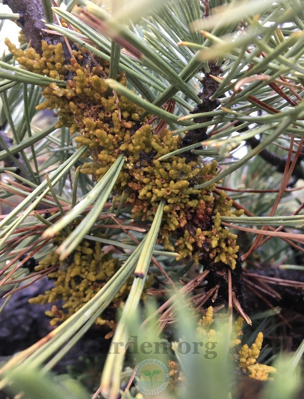 Photo of the entire plant of Limber Pine Dwarf Mistletoe (Arceuthobium ...