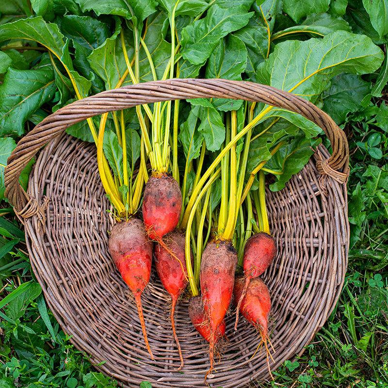 Photo of the entire plant of Beet (Beta vulgaris 'Badger Flame') posted ...