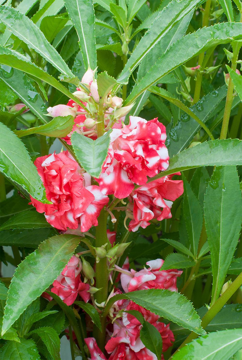 Photo of the entire plant of Balsam (Impatiens balsamina 'Peppermint ...