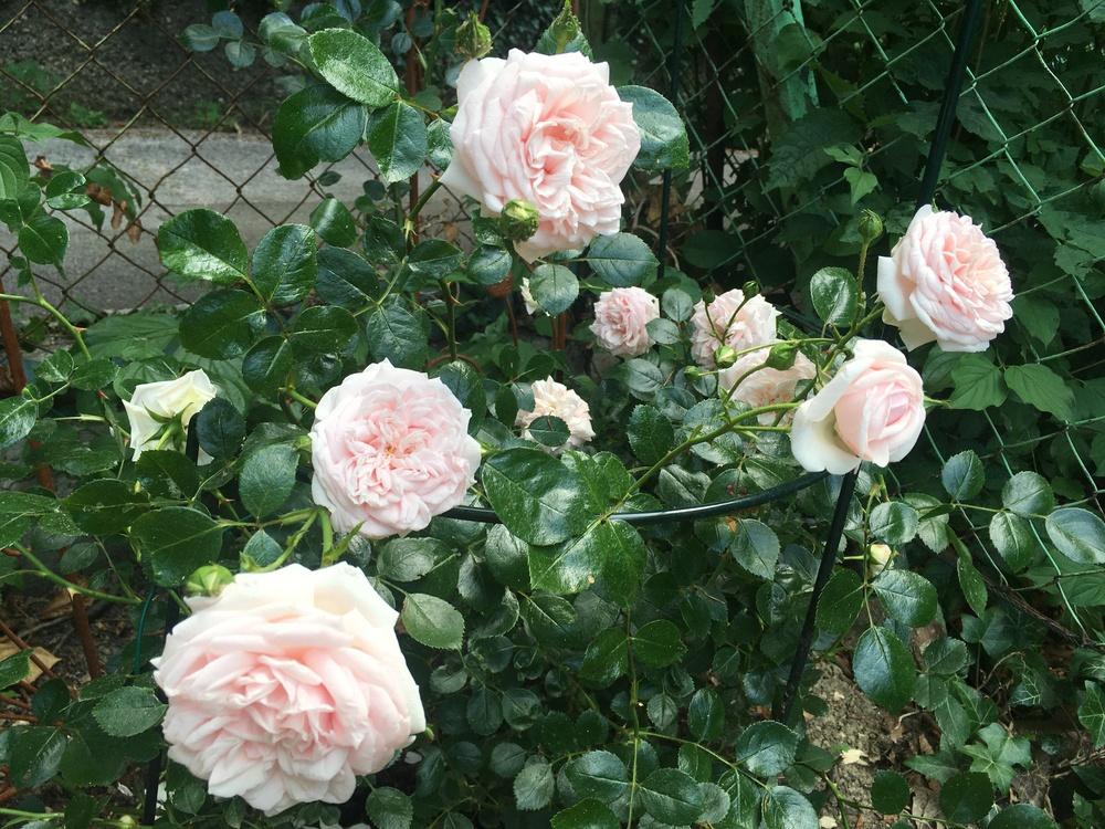 Photo of the entire plant of Rose (Rosa 'Awakening') posted by ...