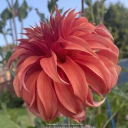 Photo of the bloom of Dahlia 'Bloomquist Jean' posted by Melissamaeday ...