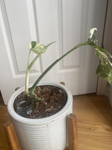 Monstera - Dead/Spent node? in the Houseplants forum - Garden.org