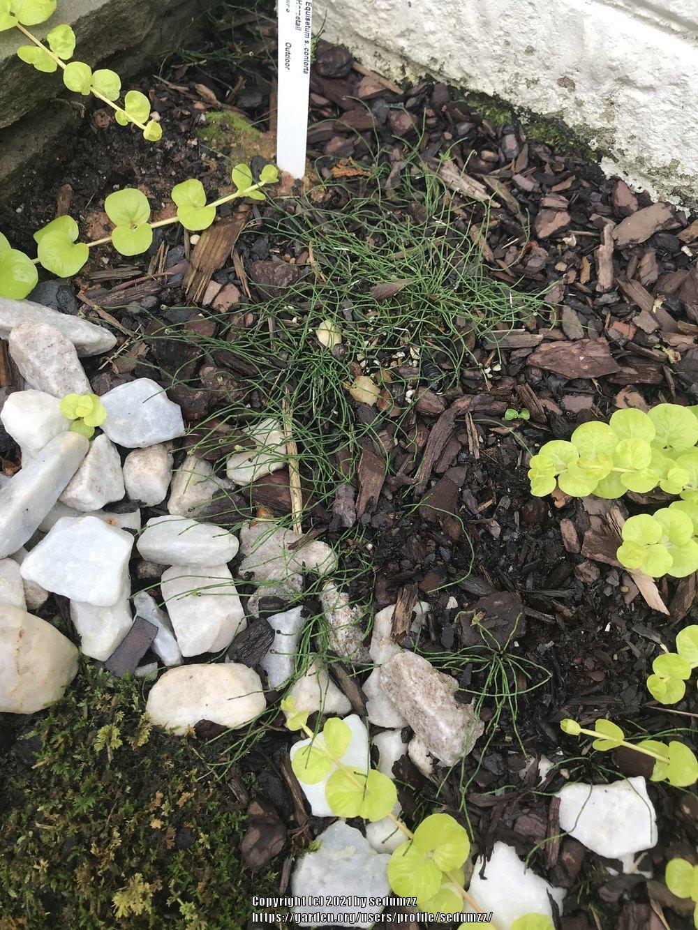 Dwarf Horsetail (Equisetum scirpoides) - Garden.org