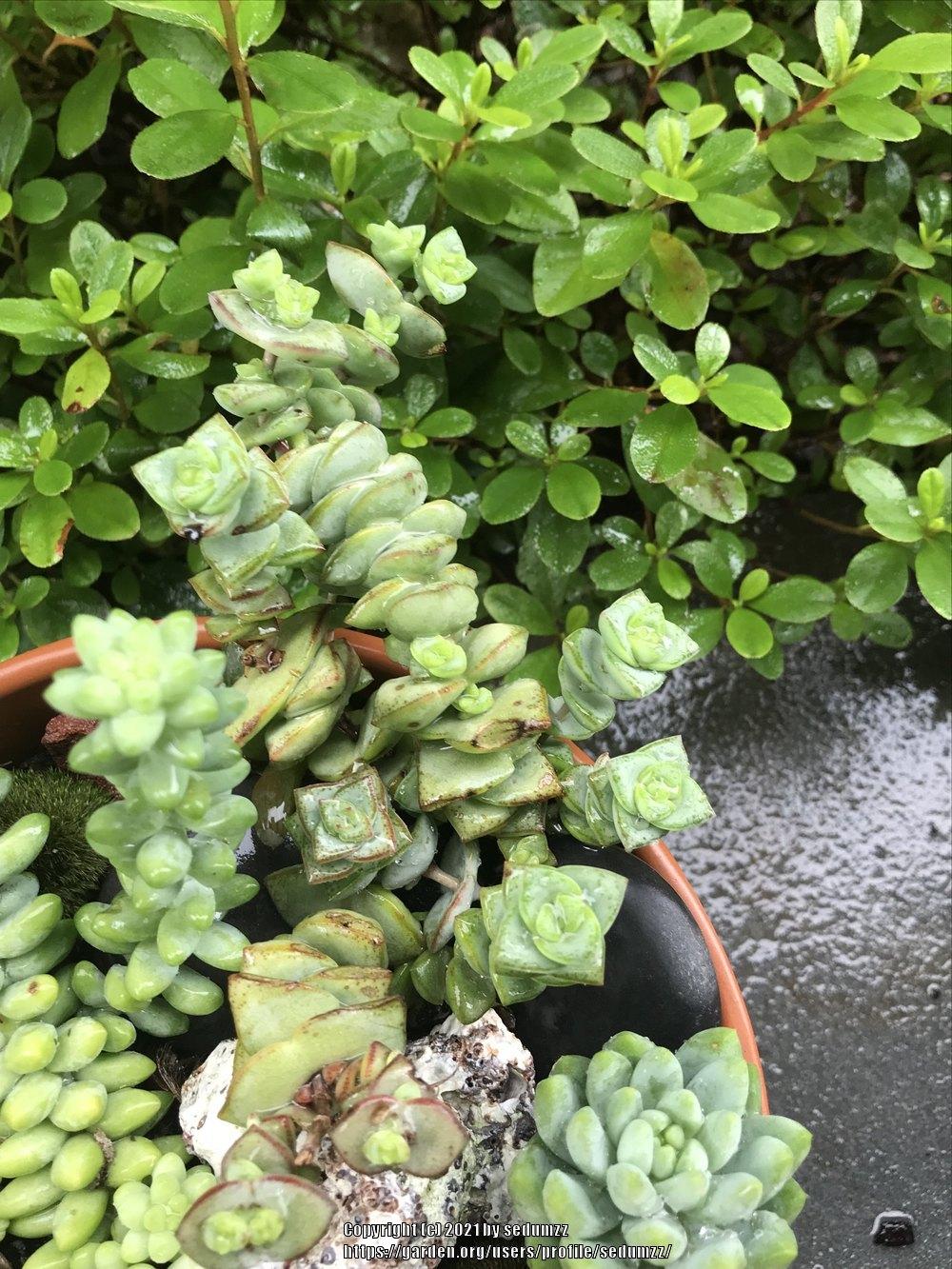 Photo of the entire plant of String of Buttons (Crassula perforata ...