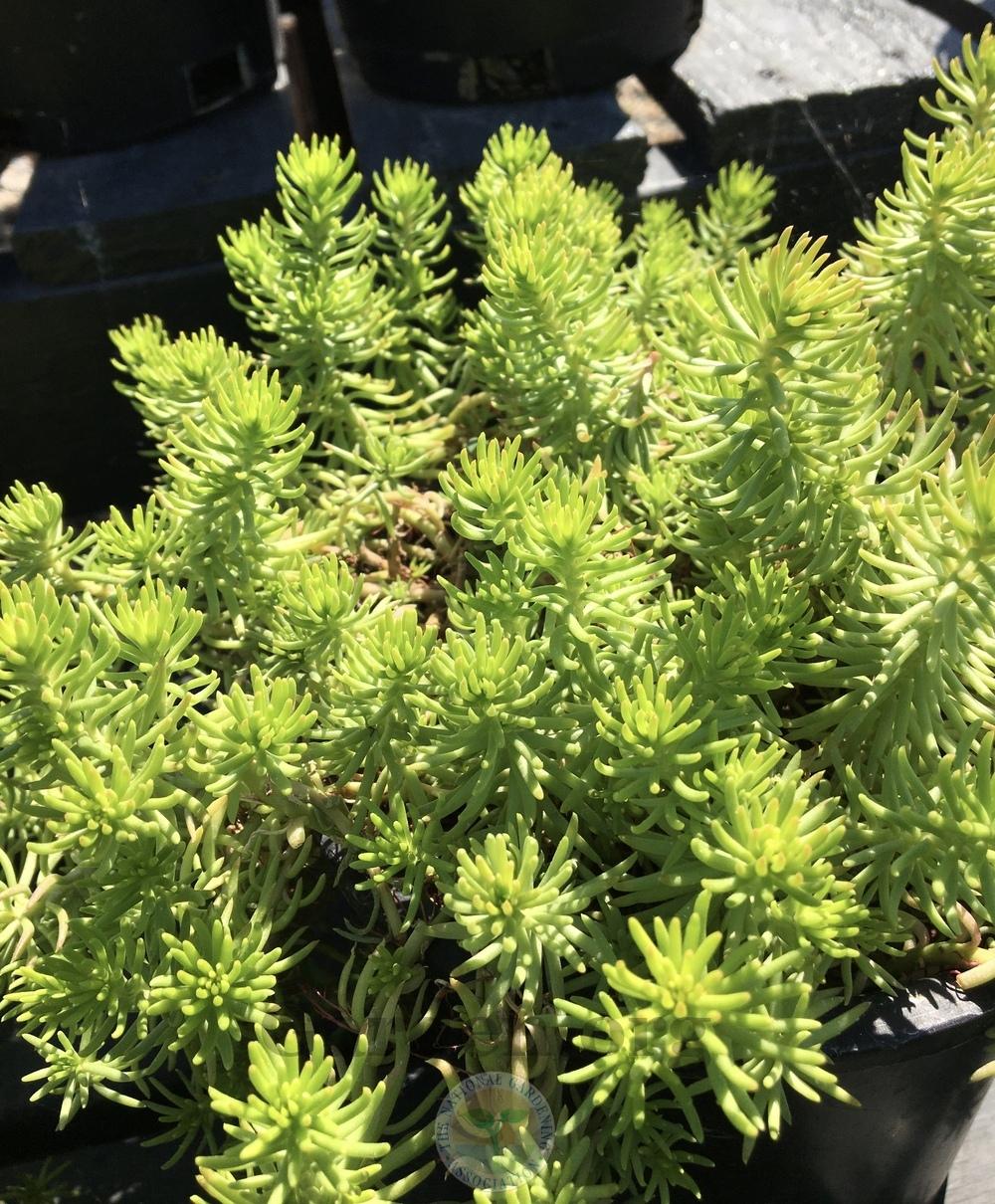 Photo of the leaves of Jenny's Stonecrop (Petrosedum rupestre subsp ...