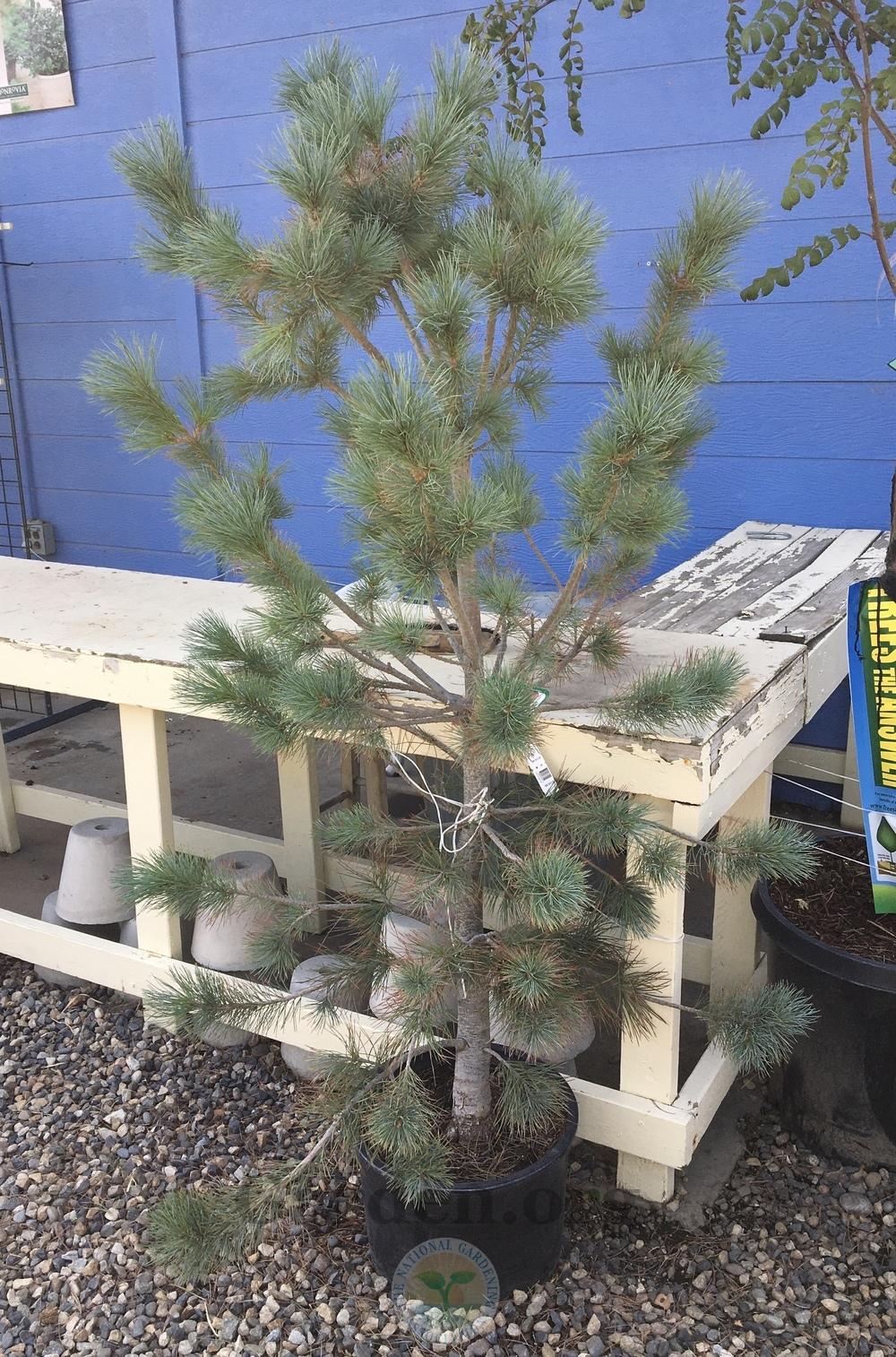 Balkan Pine (Pinus peuce 'Pacific Blue') - Garden.org