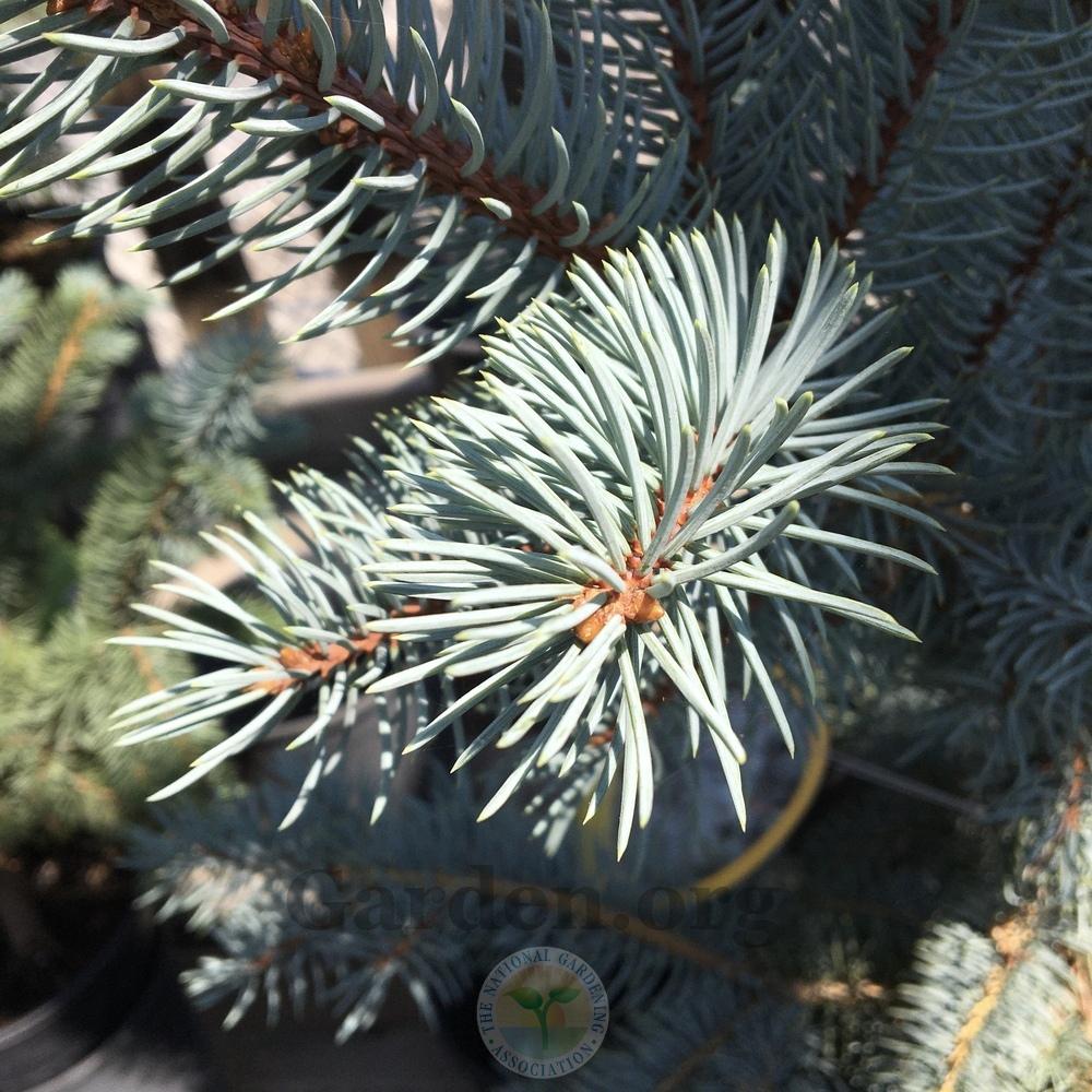 Blue Spruce (Picea pungens 'Bacheri') in the Spruces Database - Garden.org