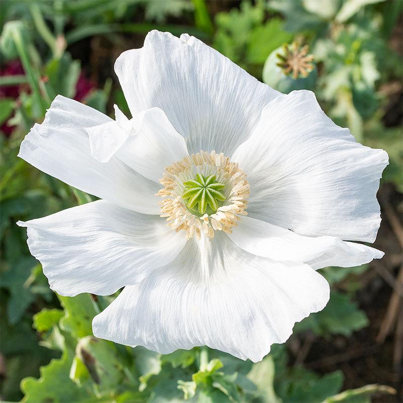 Photo of the closeup of buds, sepals and receptacles of Poppy (Papaver ...